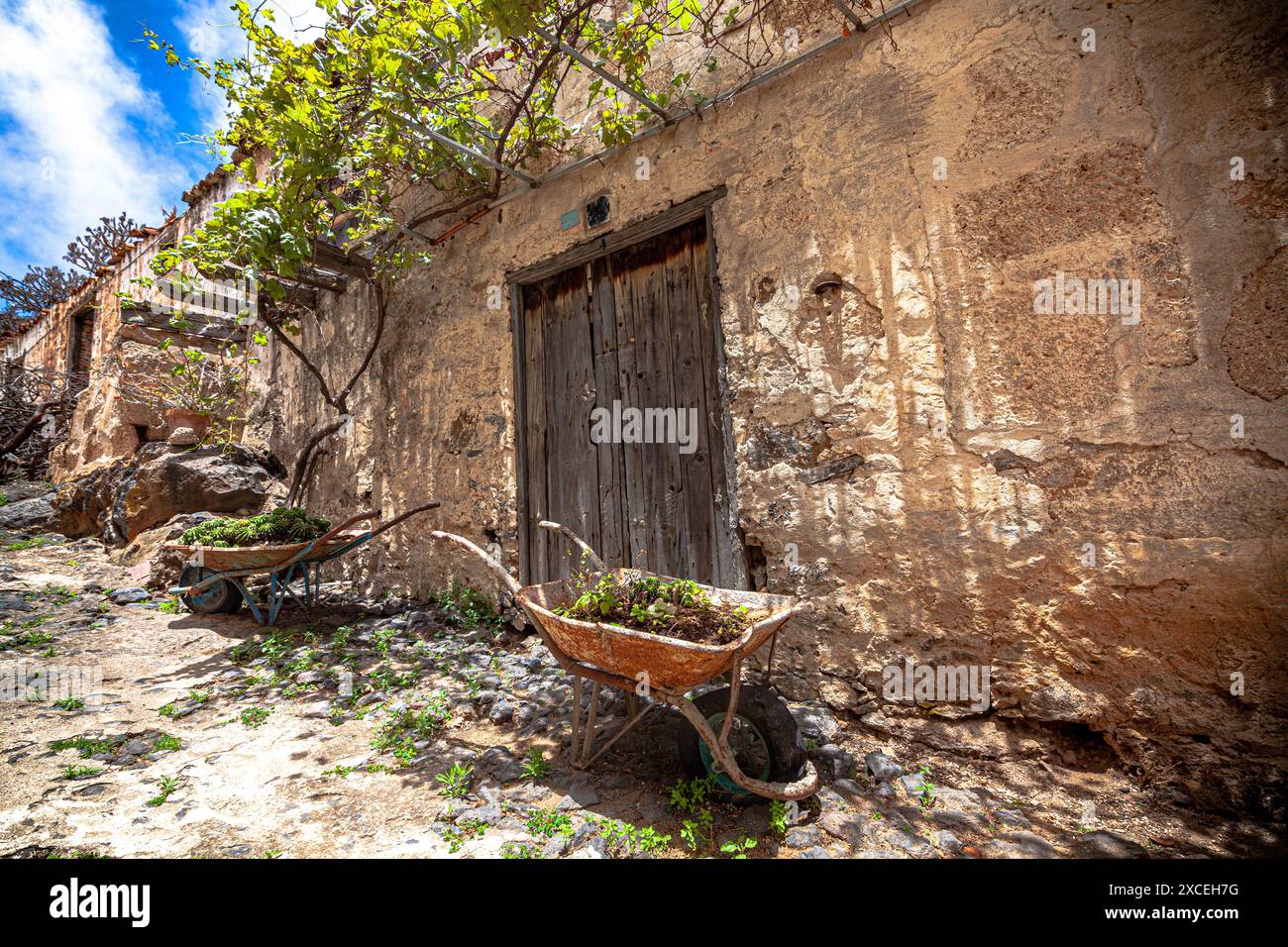 spanish bee pollinating a flower Stock Photo - Alamy