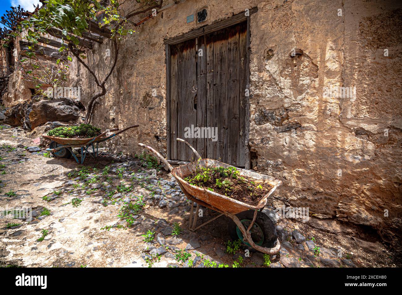 spanish bee pollinating a flower Stock Photo - Alamy