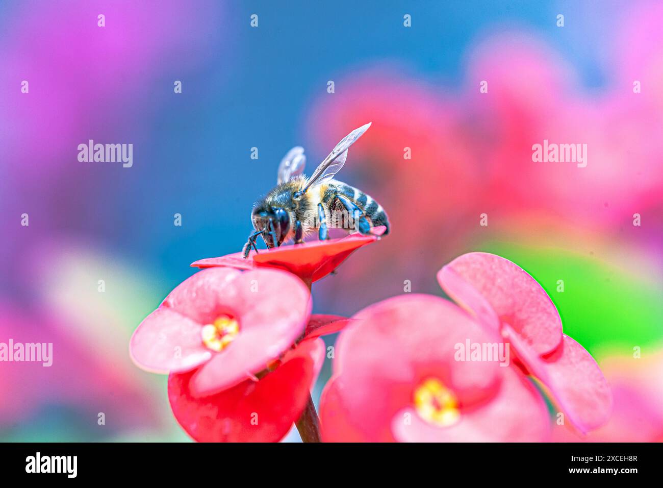 spanish bee pollinating a flower Stock Photo - Alamy