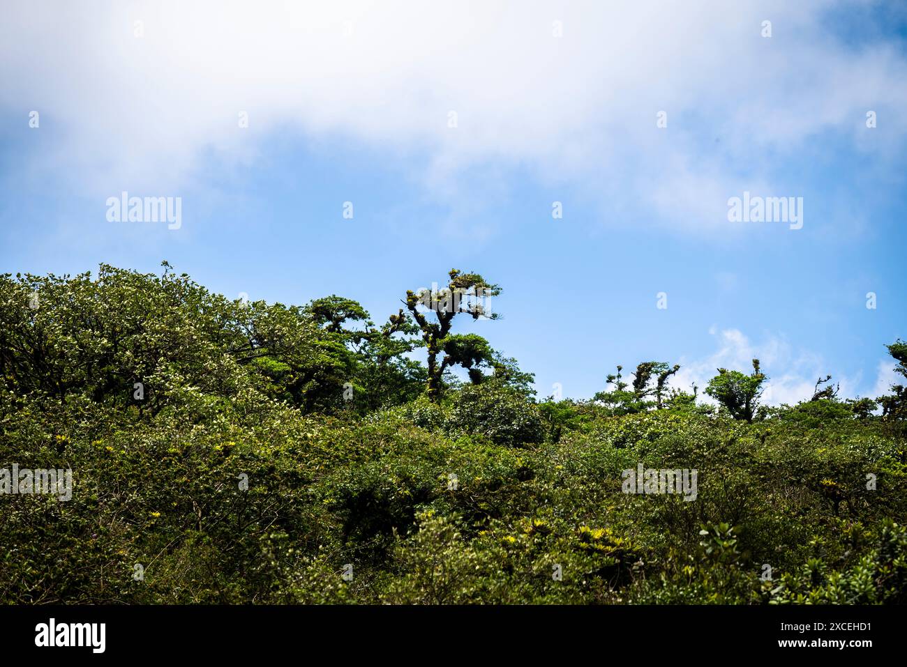 Mombacho Volcano Nature Reserve near the city of Granada, Mombacho’s ...