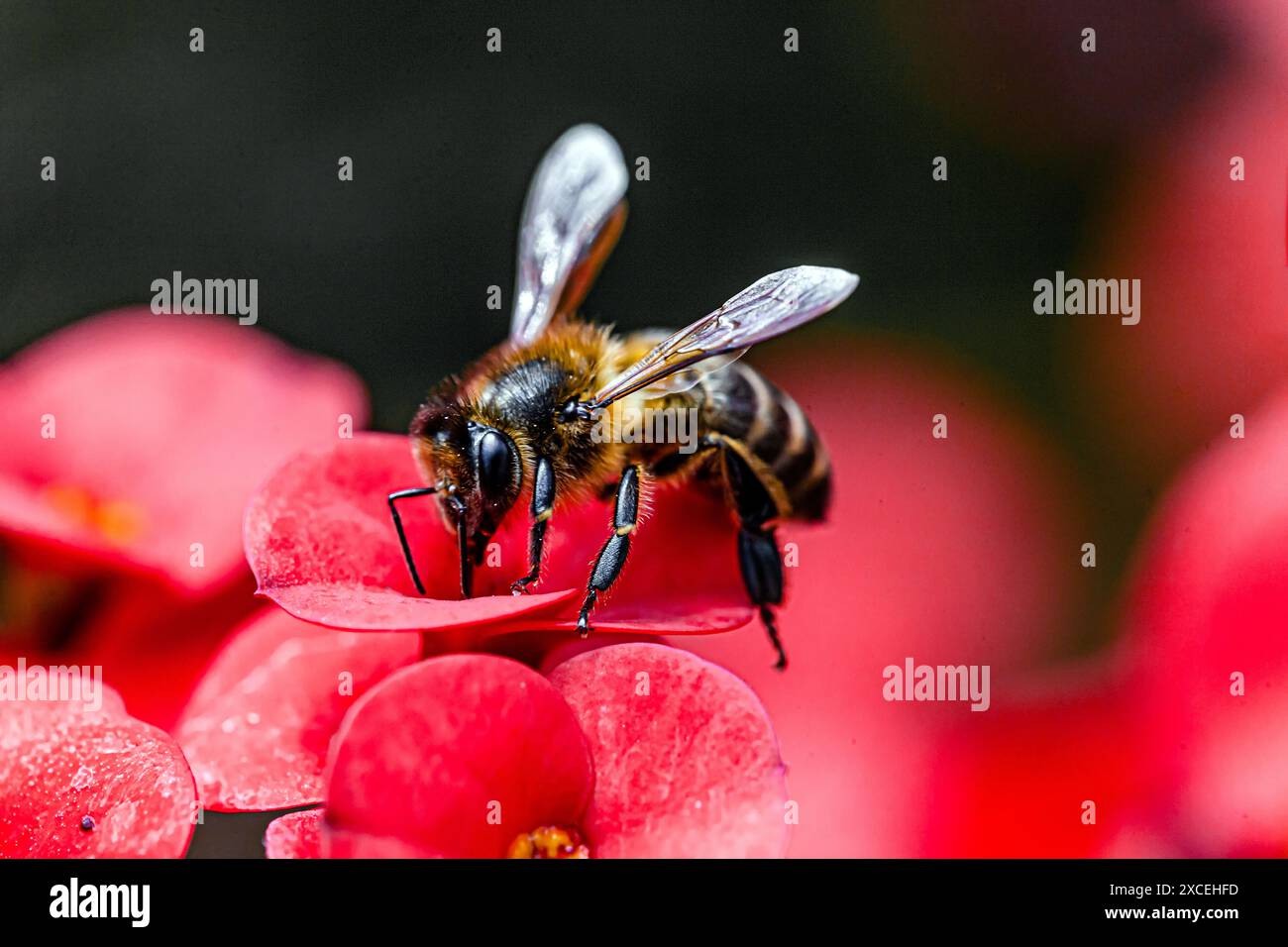 spanish bee pollinating a flower Stock Photo - Alamy