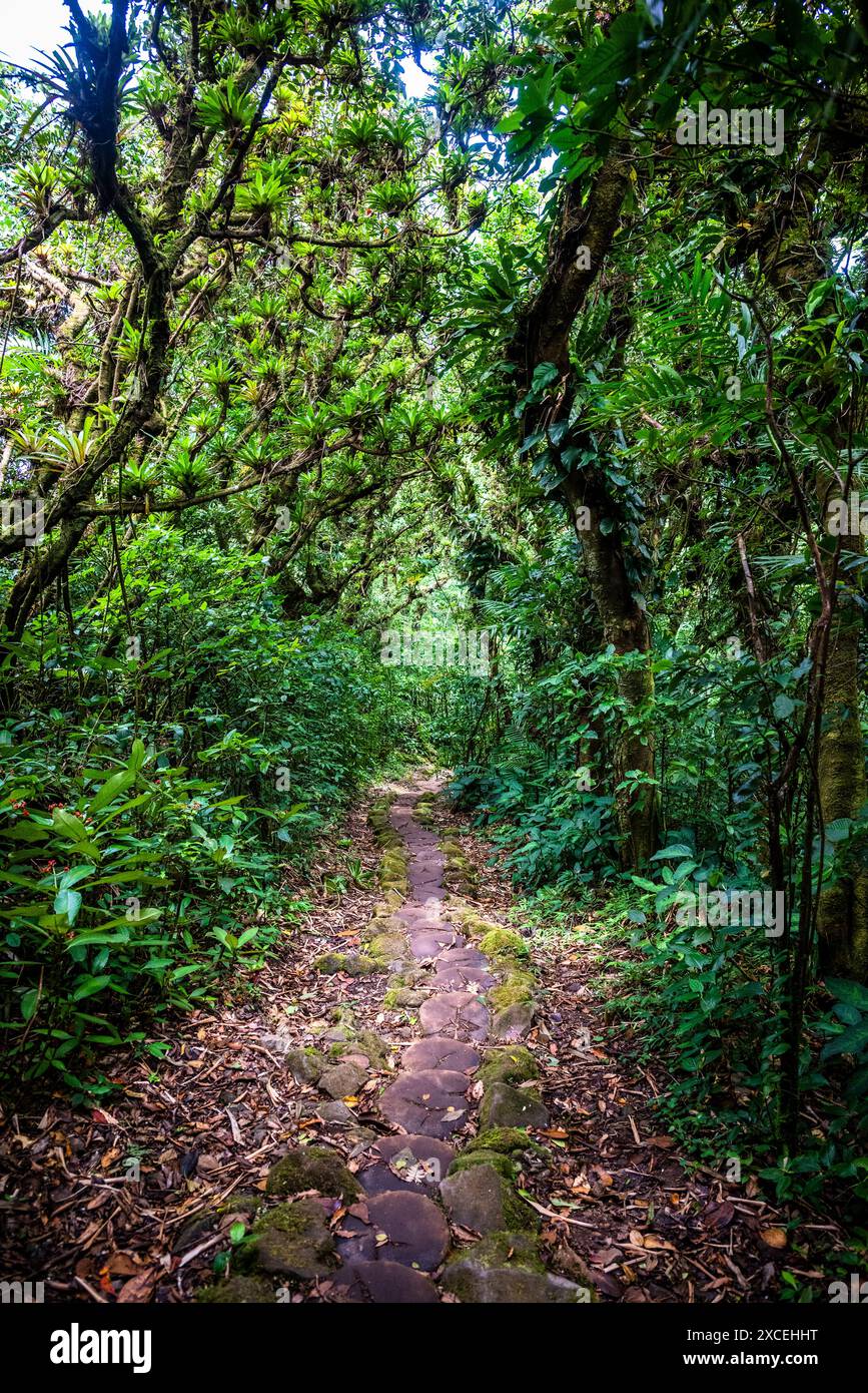 Mombacho Volcano Nature Reserve near the city of Granada, Mombacho’s ...