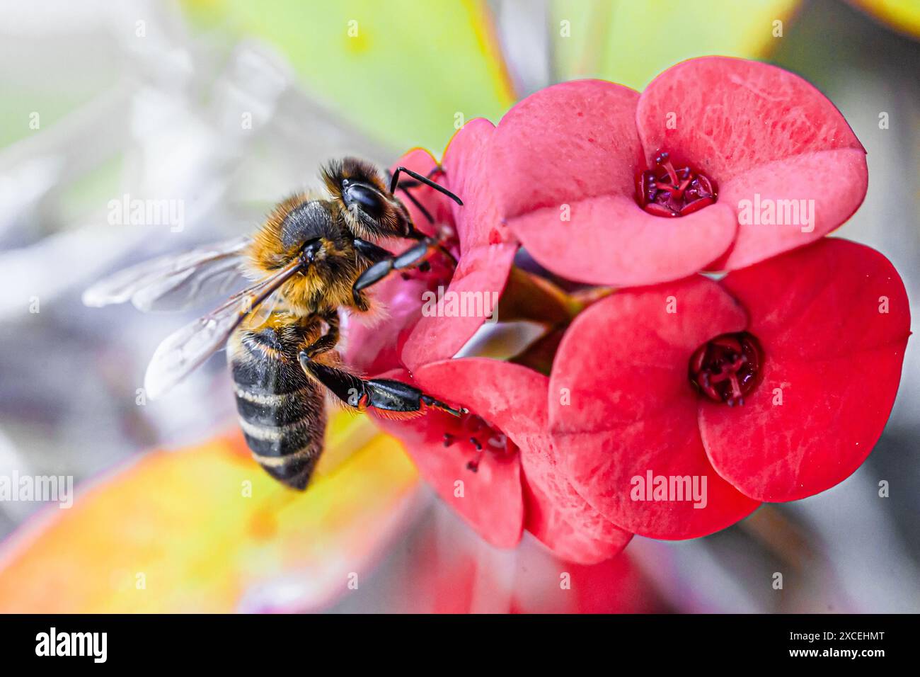 spanish bee pollinating a flower Stock Photo - Alamy