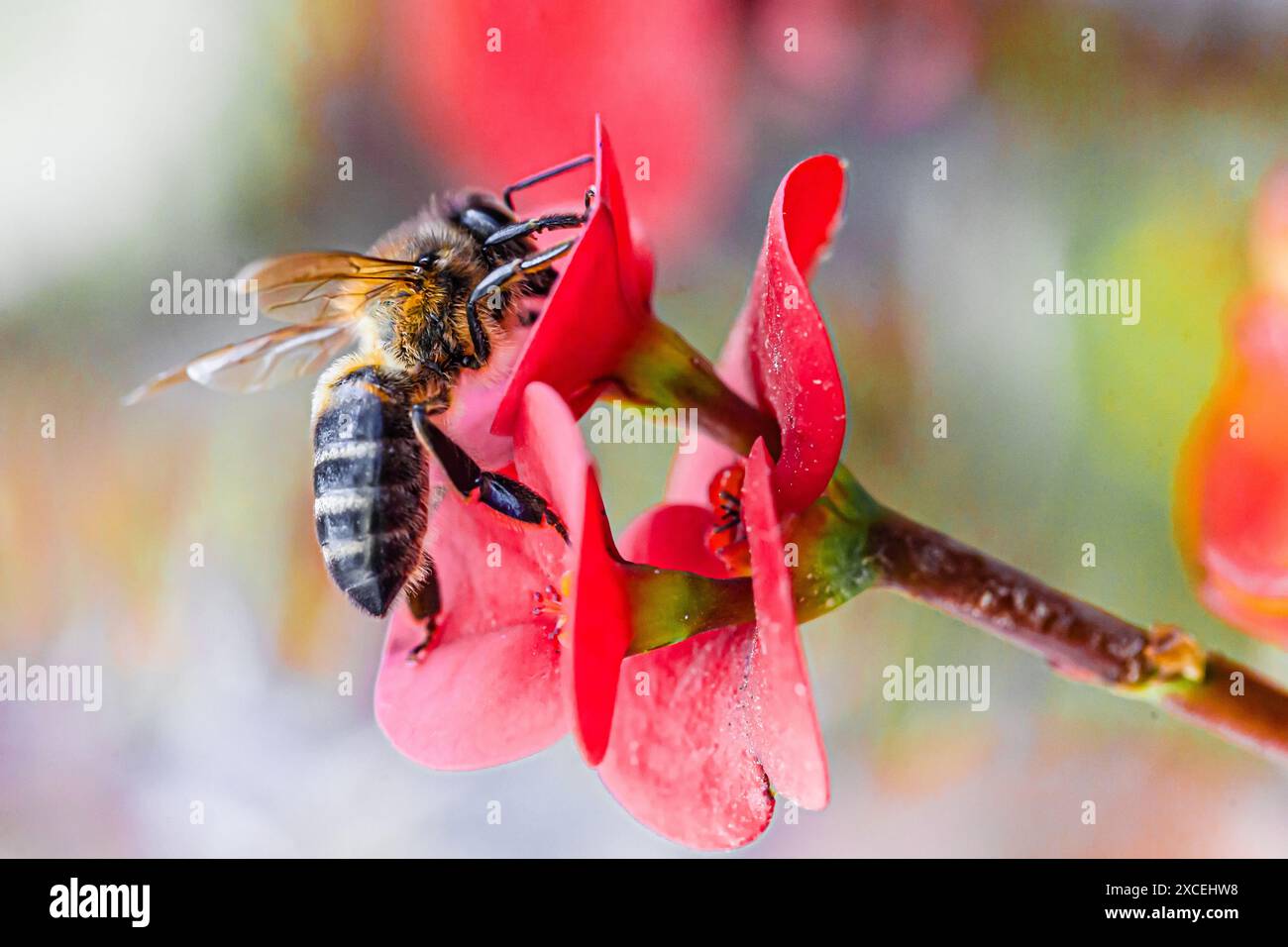 spanish bee pollinating a flower Stock Photo - Alamy