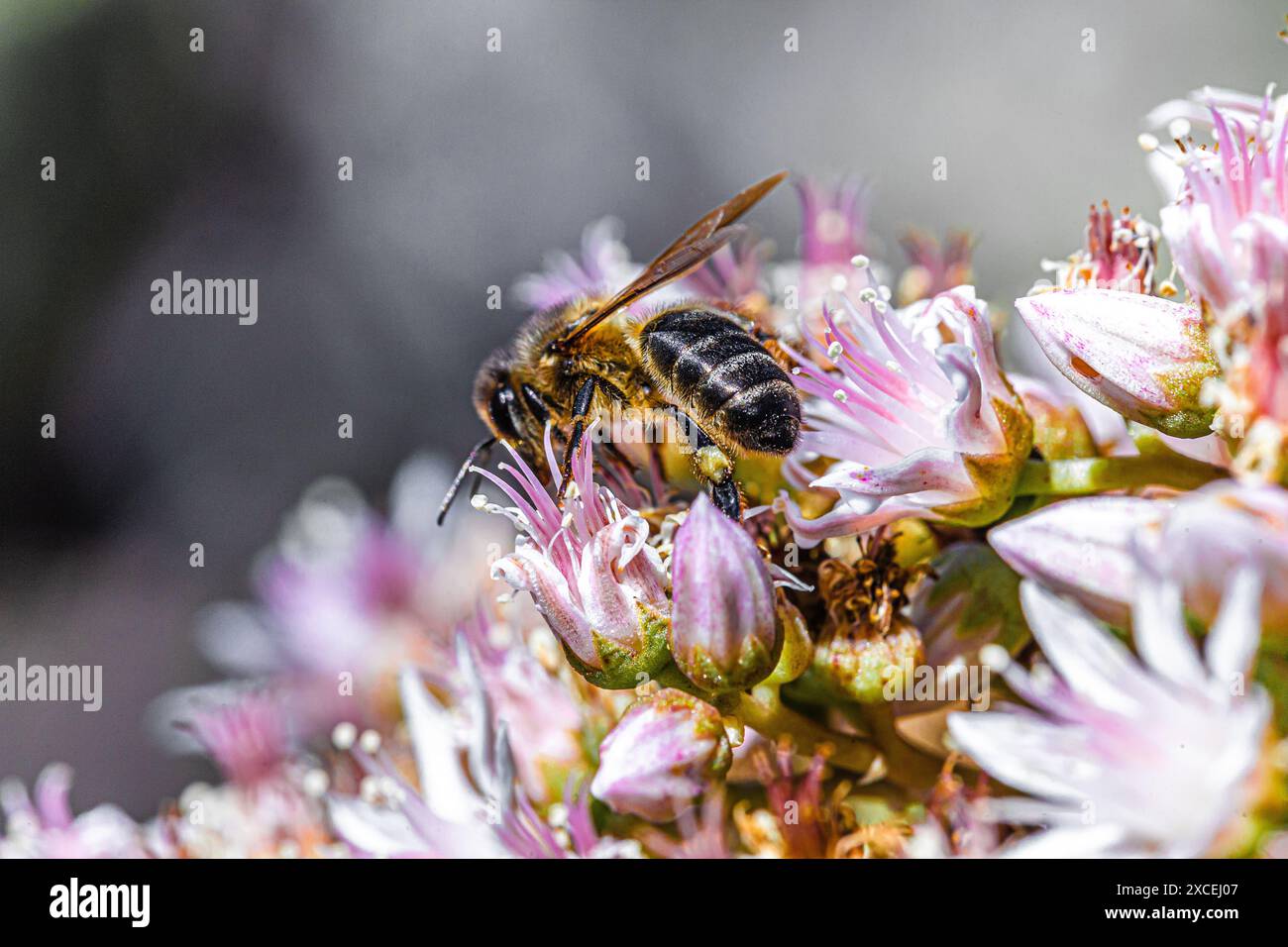 spanish bee pollinating a flower Stock Photo - Alamy