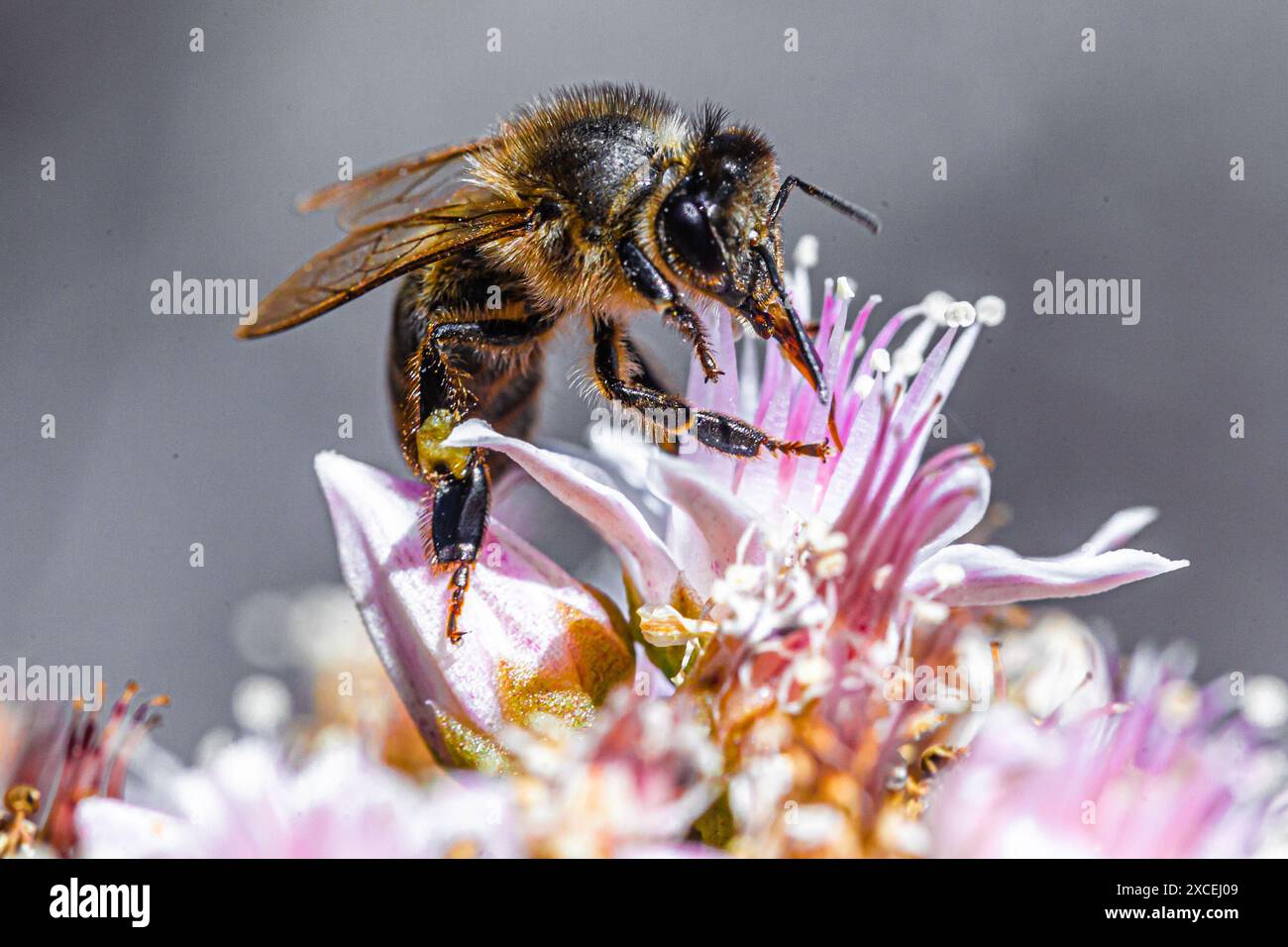 spanish bee pollinating a flower Stock Photo - Alamy