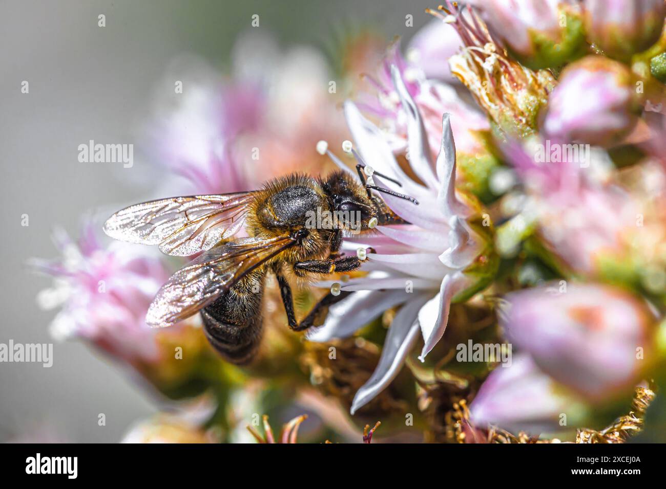 spanish bee pollinating a flower Stock Photo - Alamy