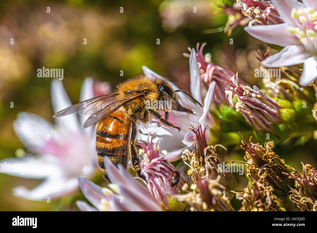 spanish bee pollinating a flower Stock Photo - Alamy