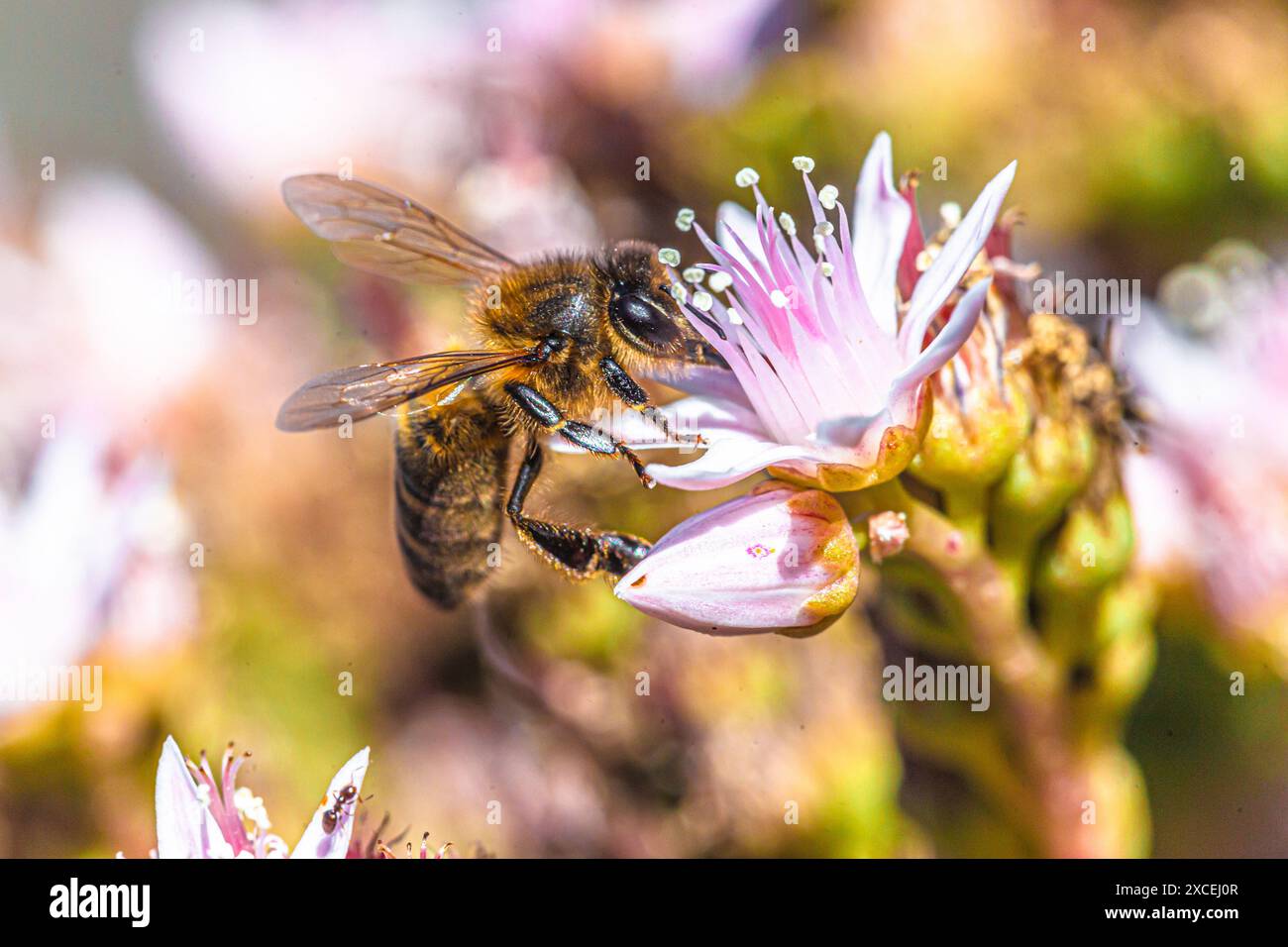 spanish bee pollinating a flower Stock Photo - Alamy
