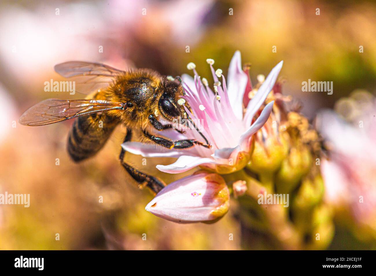 spanish bee pollinating a flower Stock Photo - Alamy