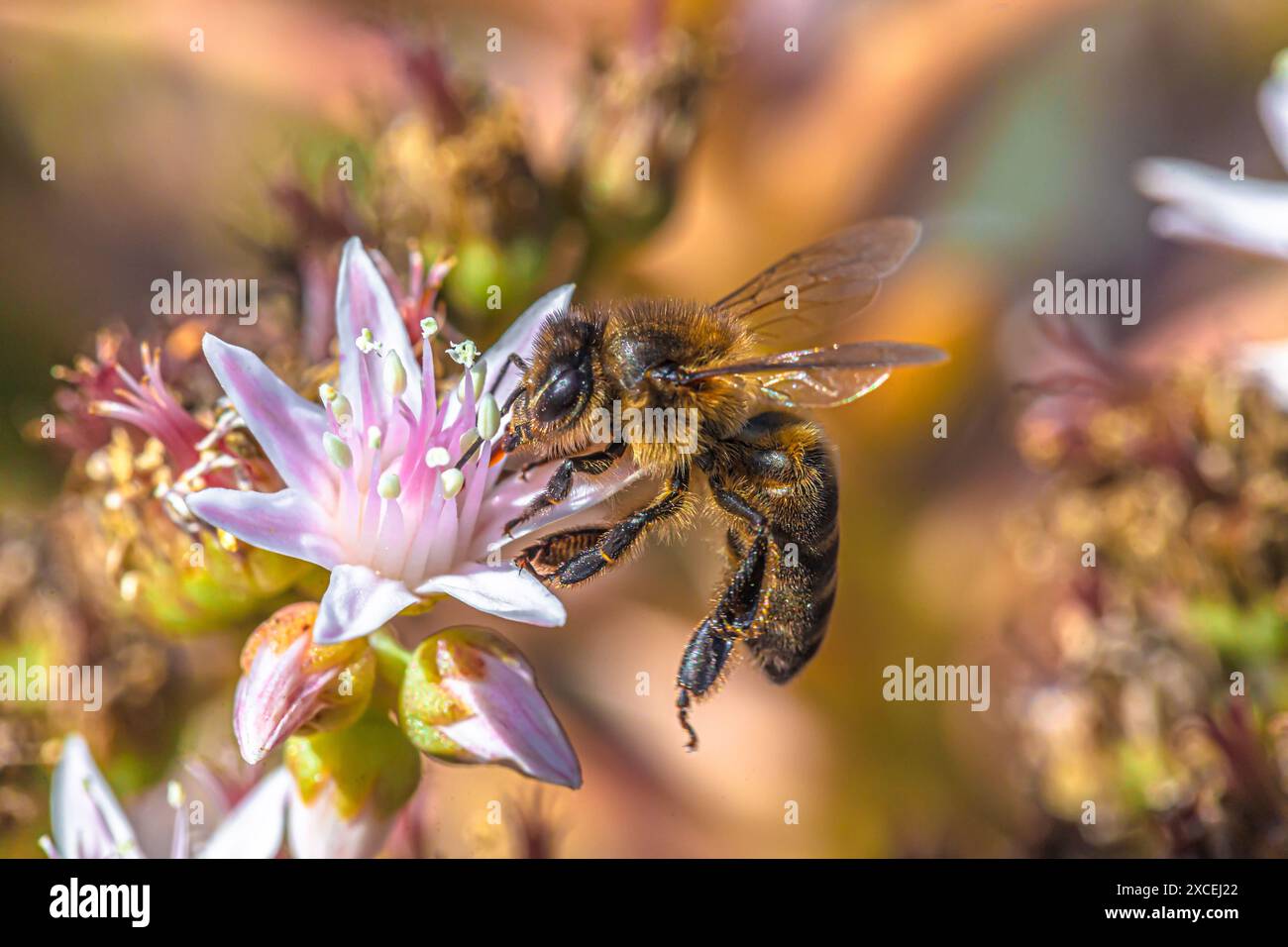 spanish bee pollinating a flower Stock Photo - Alamy