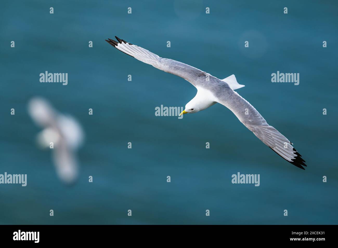 Black-legged Kittiwake, Rissa tridactyla, birds in flight over cliffs ...