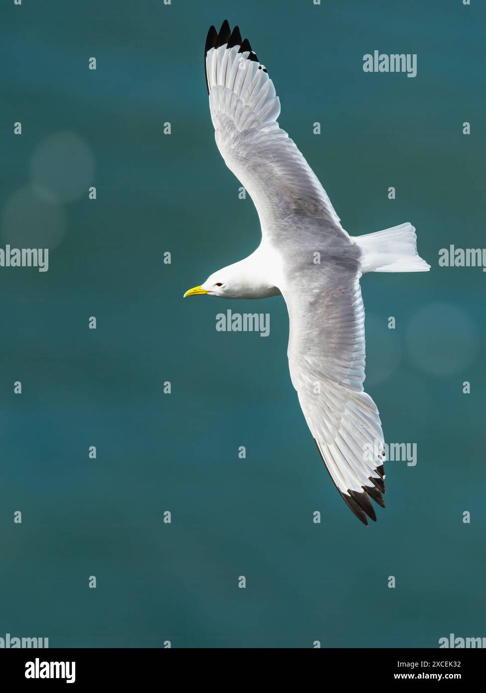 Black-legged Kittiwake, Rissa tridactyla, birds in flight over cliffs ...