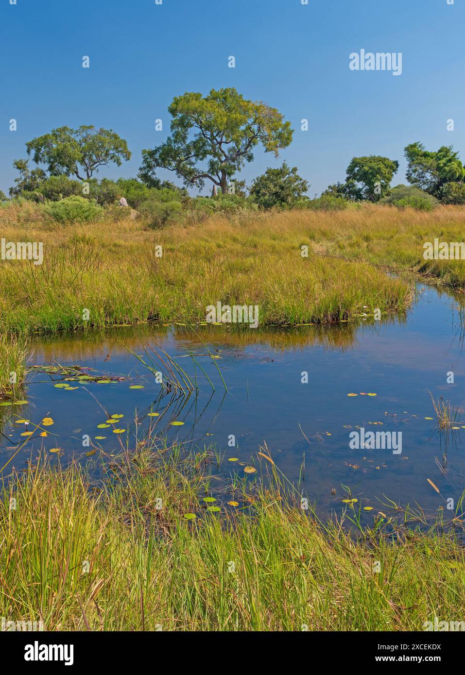 Small Pond ina Savanna Wetland in the Okavango Delta in Botswana Stock ...