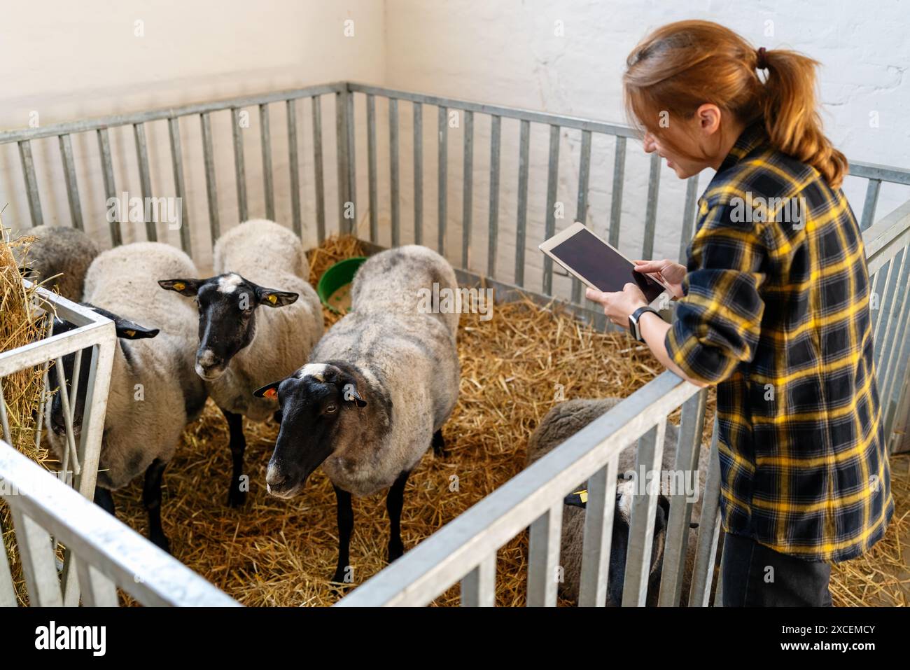 Smart agriculture. A female livestock breeder with a digital tablet in ...