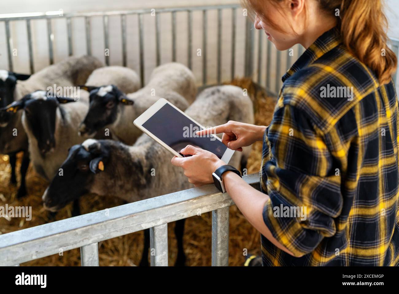 Smart agriculture sheep screen hi-res stock photography and images - Alamy