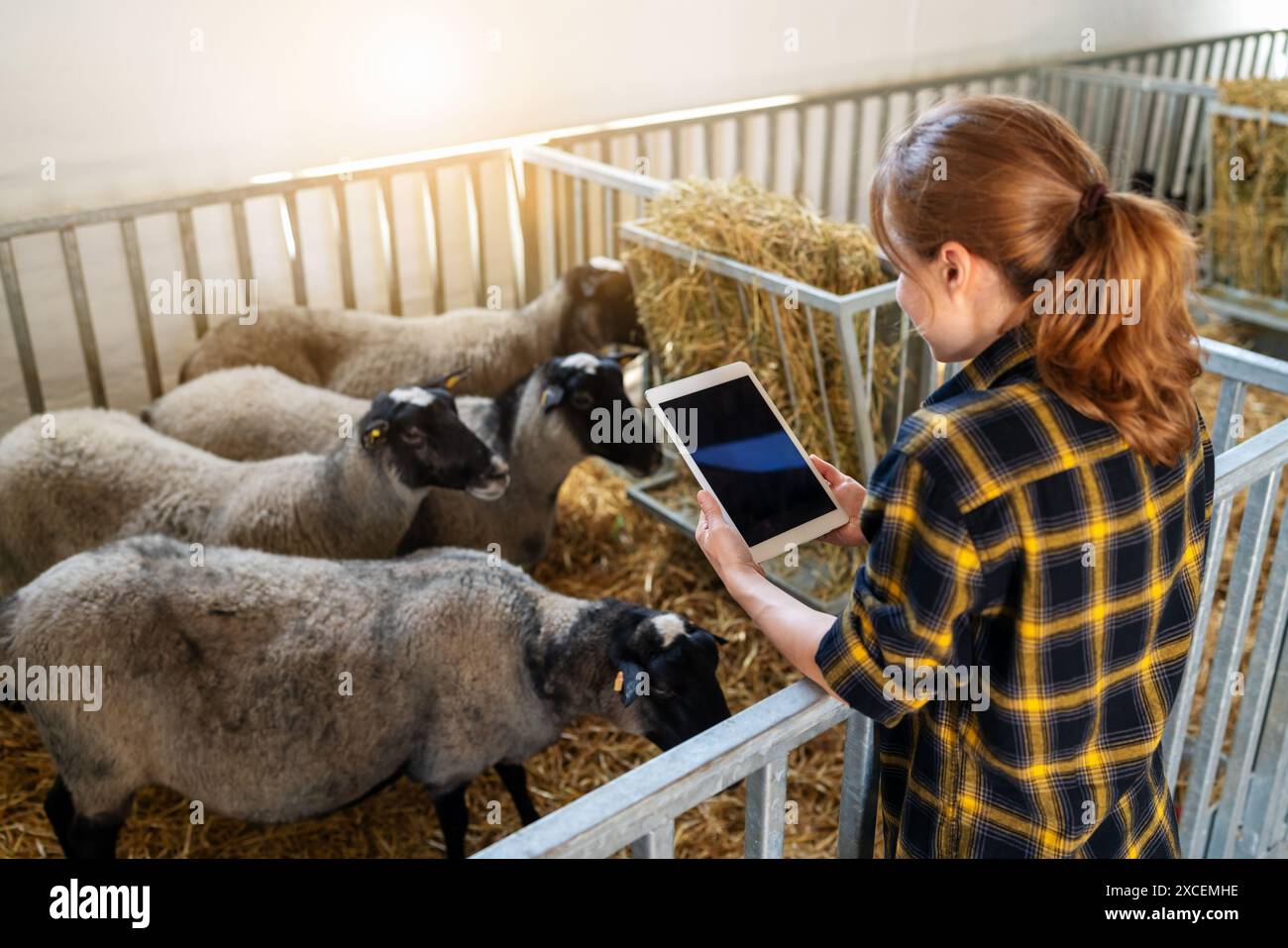 A female farmer works on a digital tablet in front of sheep in a ...