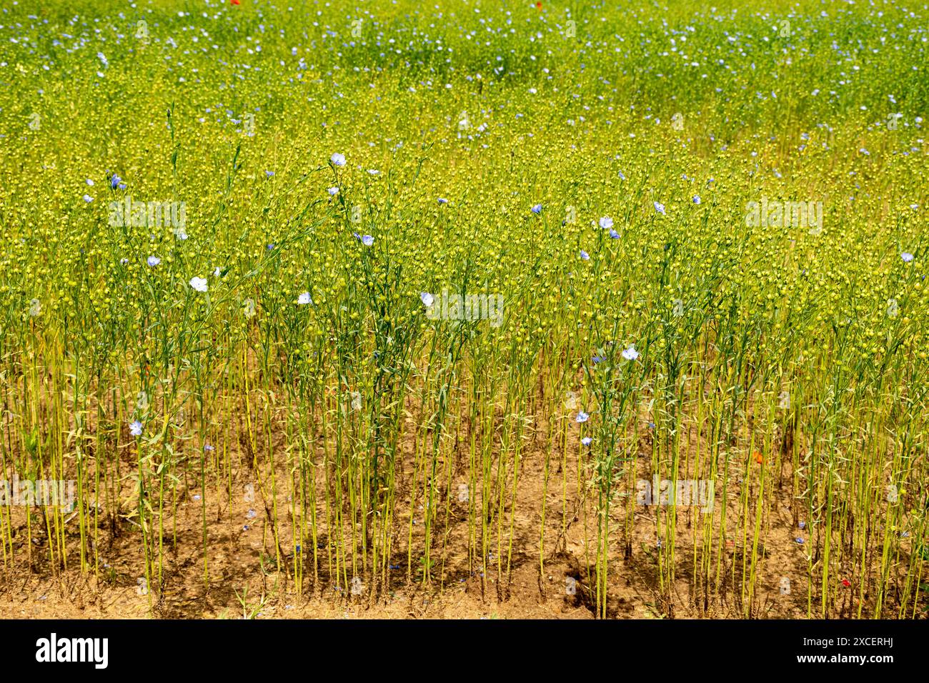 Colorful nature background, blue flax linen plants in blossom on fields ...