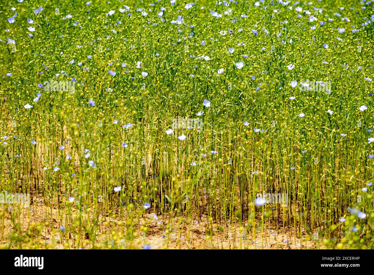 Colorful nature background, blue flax linen plants in blossom on fields ...