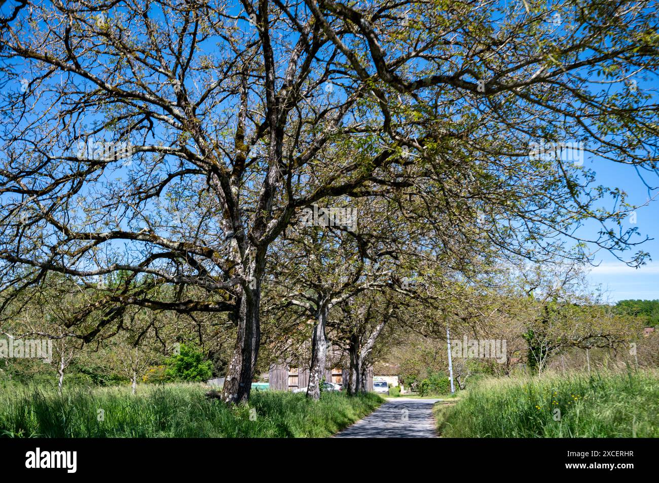 Plantation of high-quality PDO certified walnuts trees in Perigord ...