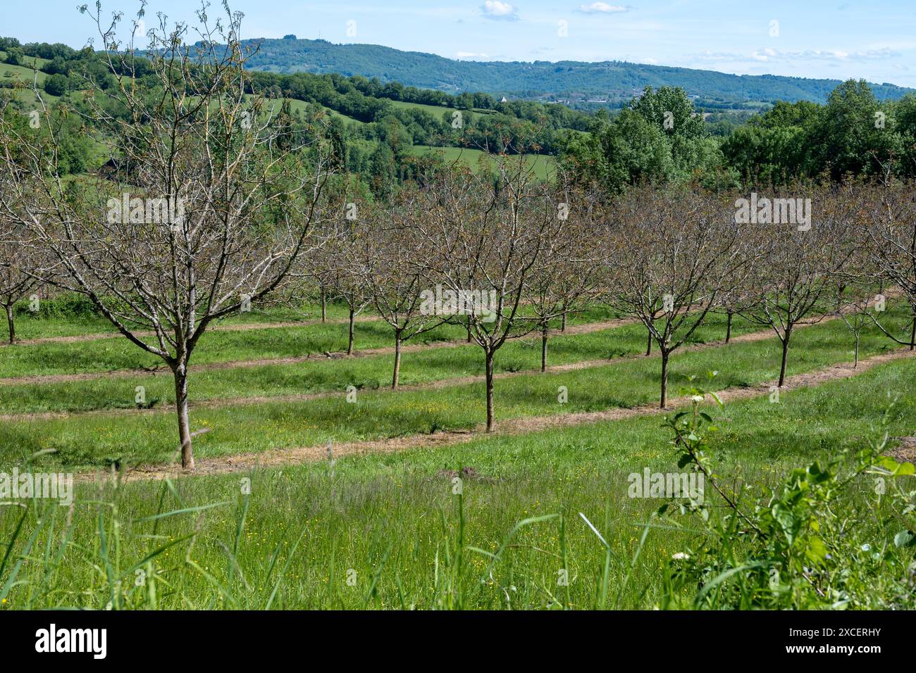 Plantation of high-quality PDO certified walnuts trees in Perigord ...