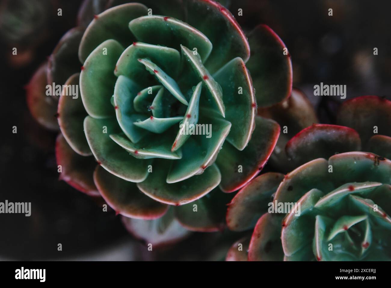 Cluster of pretty succulents Stock Photo - Alamy