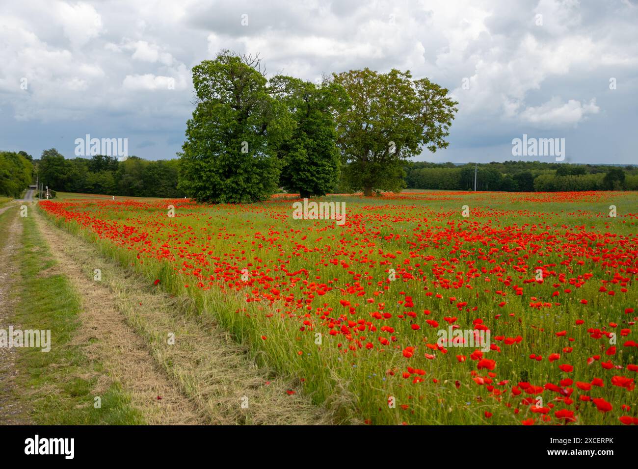 Colorful nature background, poppy and blue flax linen fields with many ...