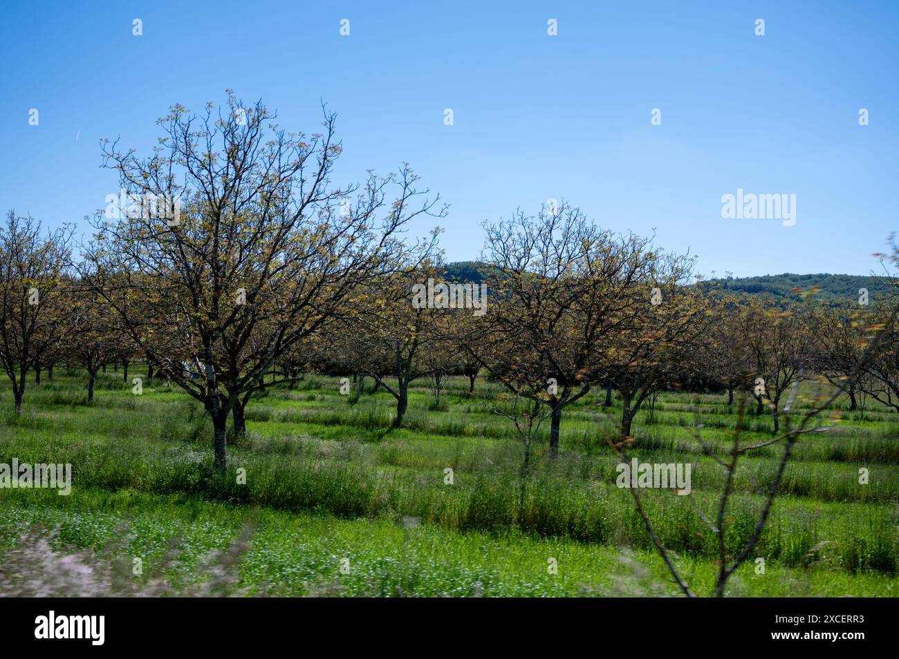 Plantation of high-quality PDO certified walnuts trees in Perigord ...