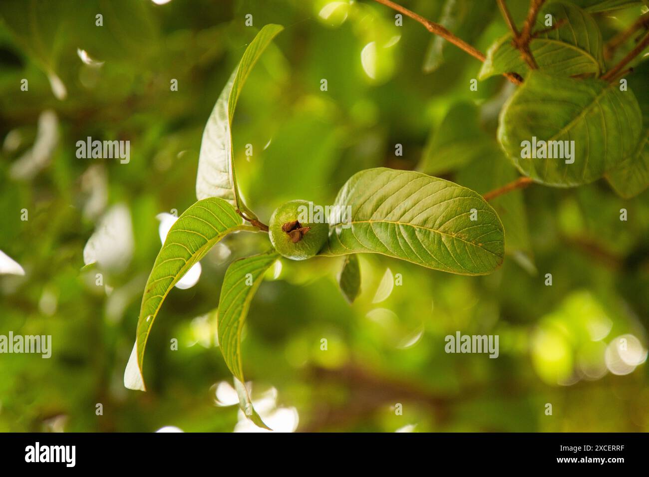 Three guava are on the tree branch in Africa. several fruits ripen on a ...