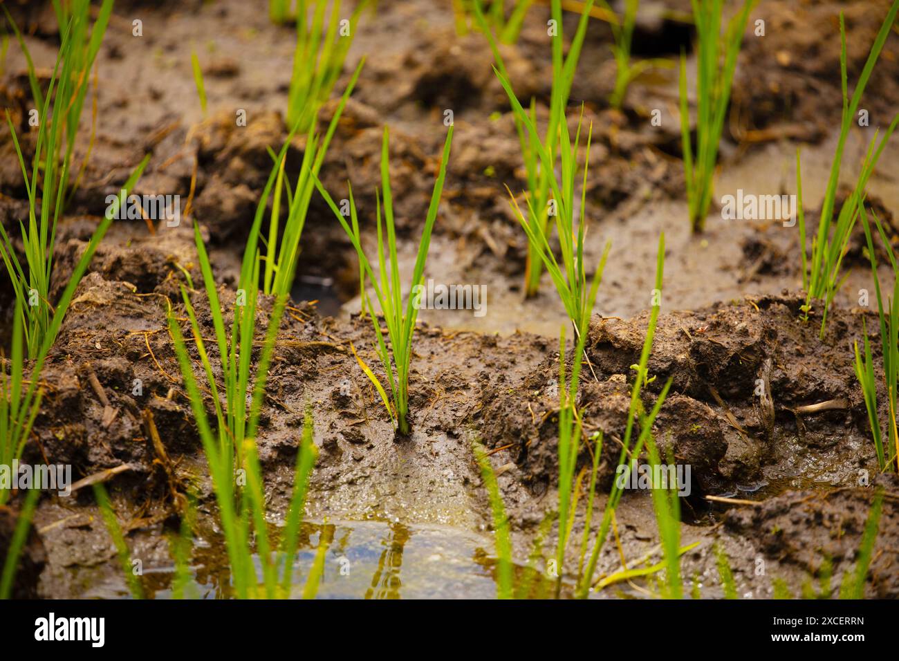 Young rice sprouts grow in hi-res stock photography and images - Alamy