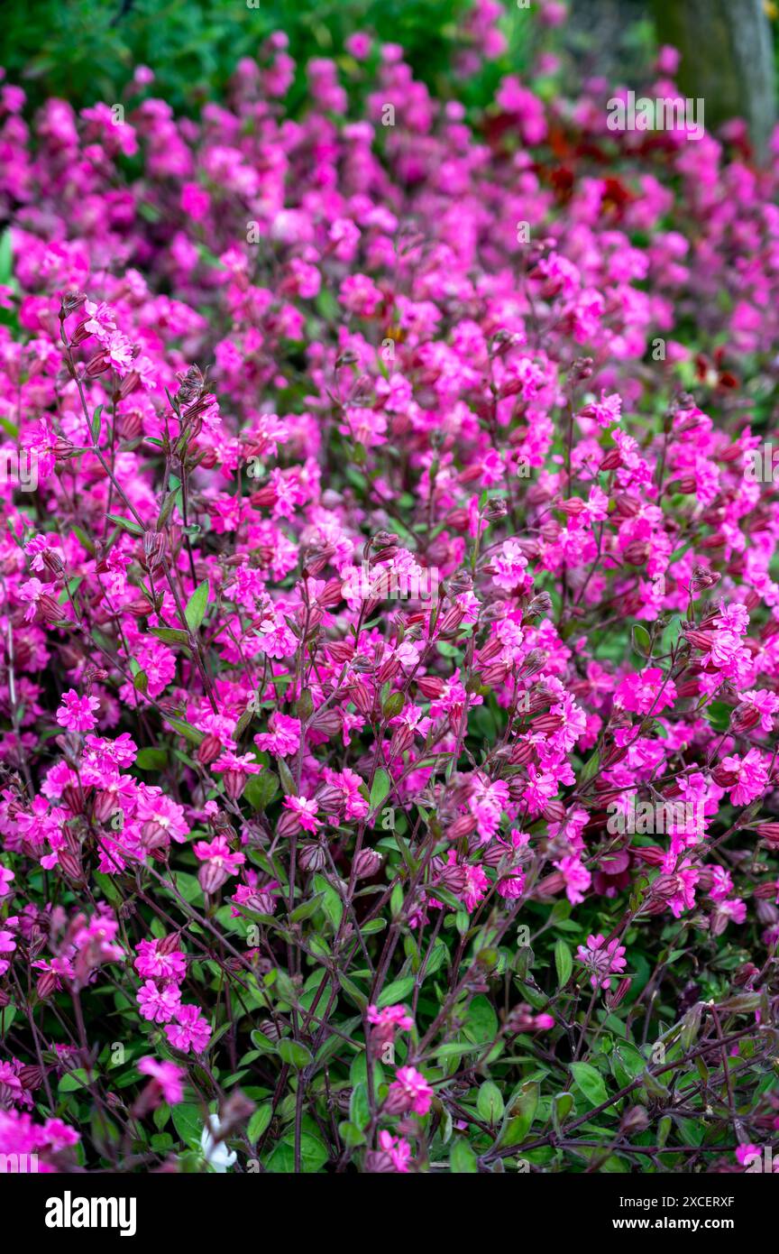 Pink blossom of Silene pendula catchfly ornamental plant in garden ...