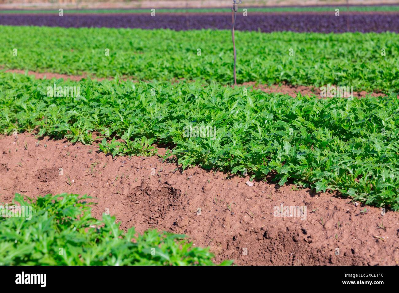 Rows of arugula growing on farm land Stock Photo - Alamy