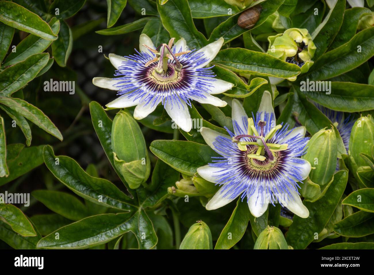 Botanical collection, beatiful flowers of passiflora plant with edible ...