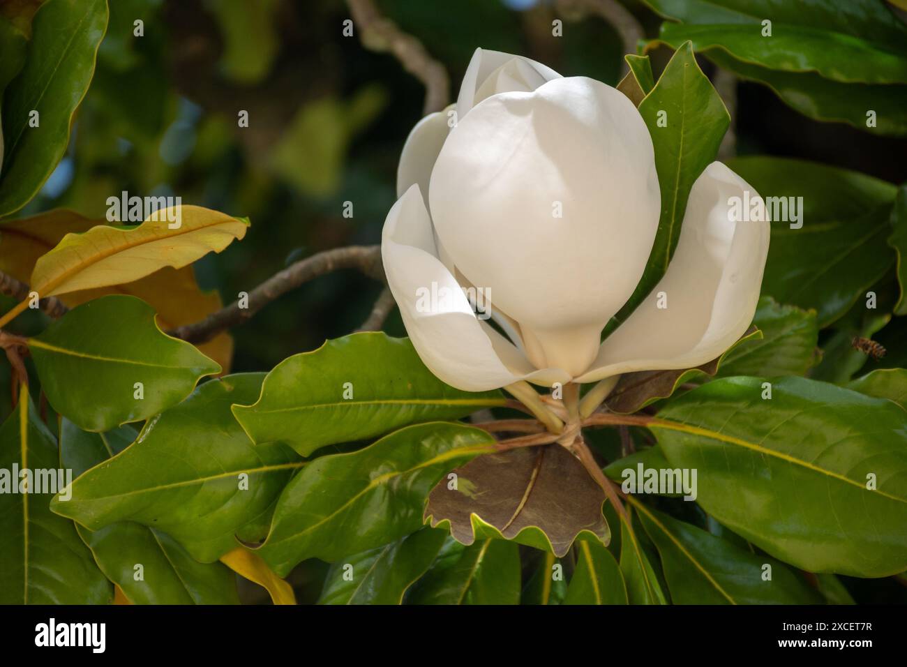White scented blossom of tropical magnolia grandiflora evergreen tree ...