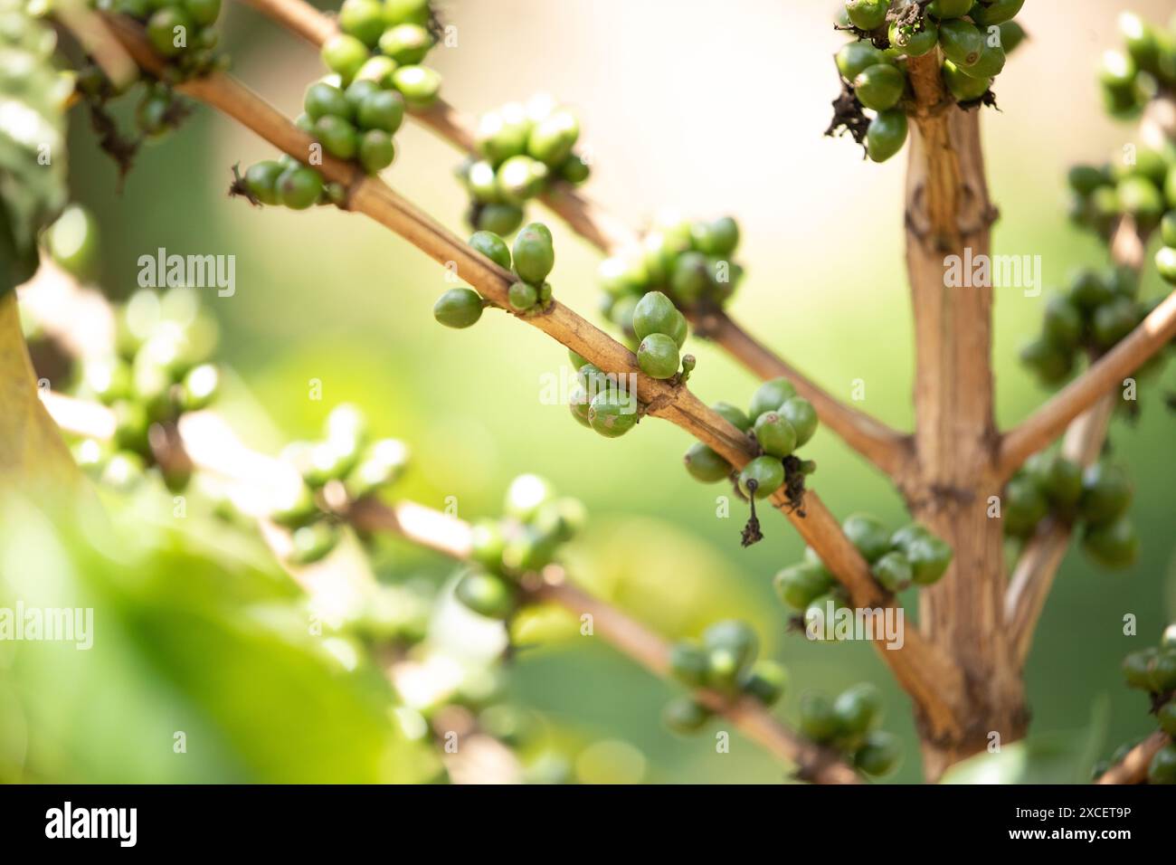 Coffee plants to mature. coffee beans ripen on a bush on a coffee ...