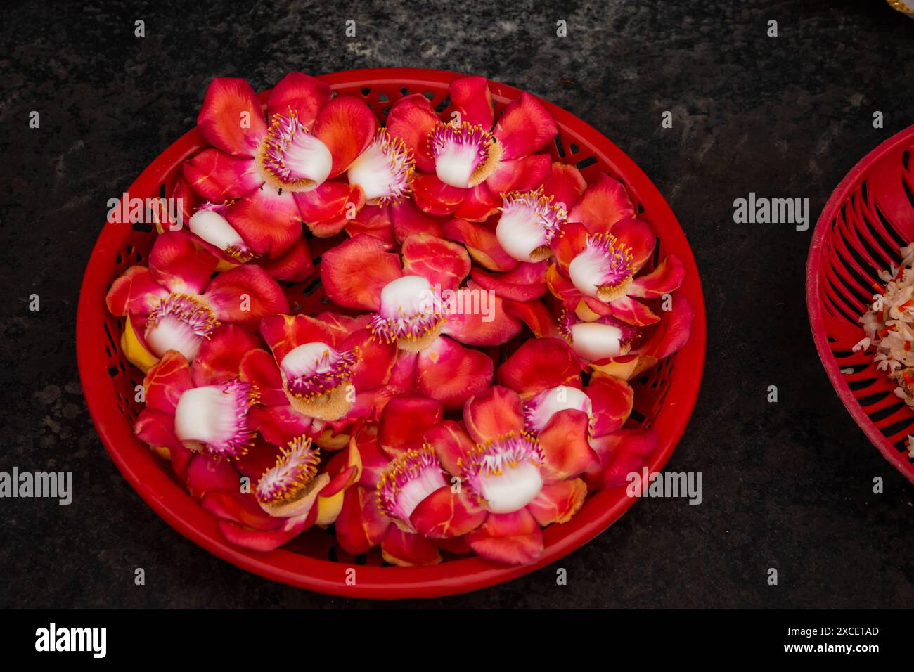 Close up big red flowers name cannonball tree or couroupita guianensis ...