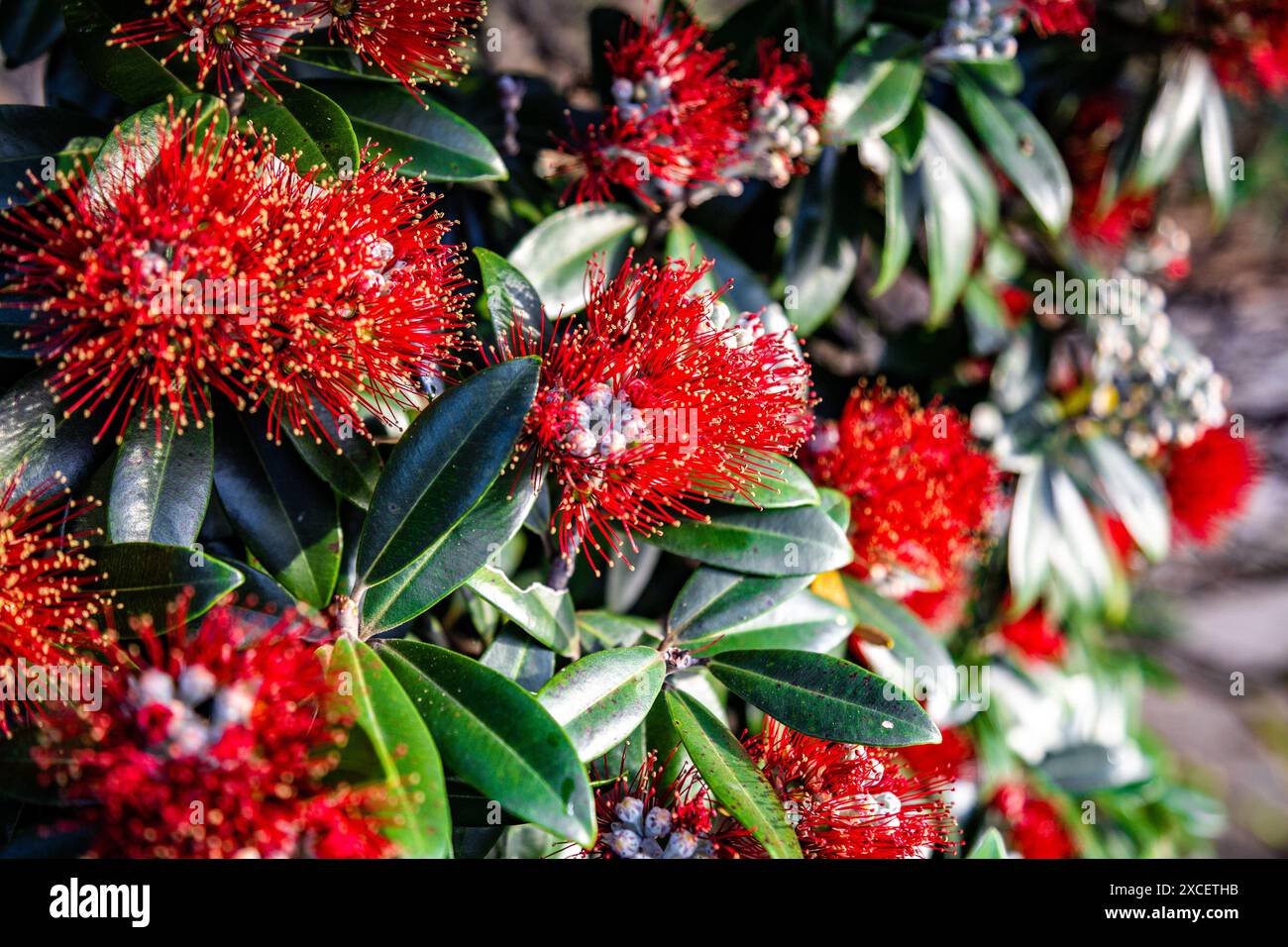 New Zealand Pohutukawa Stock Photo - Alamy