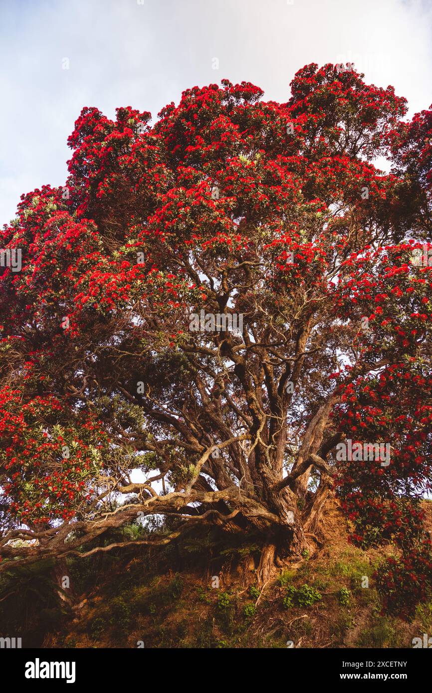 New Zealand Pohutukawa Stock Photo - Alamy