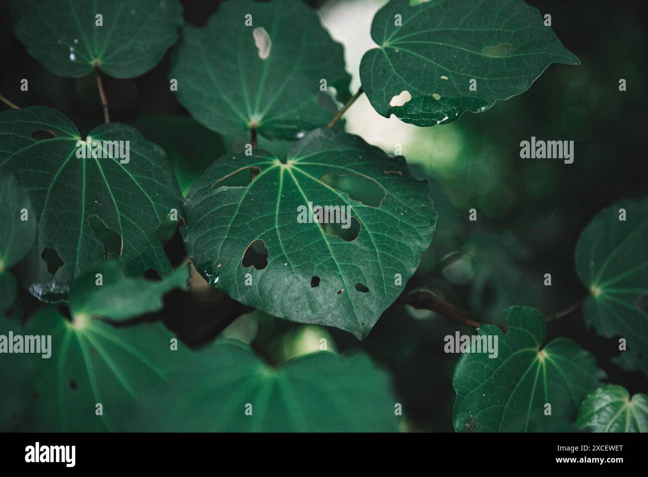 Native New Zealand Kawakawa Leaves Stock Photo - Alamy