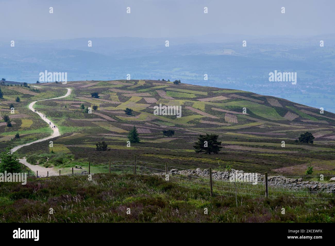 Patchwork pattern of heather cut back in rectangles on hillside in ...