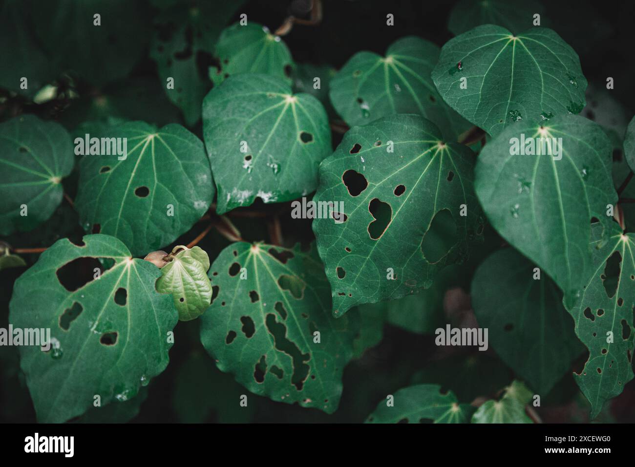 Native New Zealand Kawakawa Leaves Stock Photo - Alamy