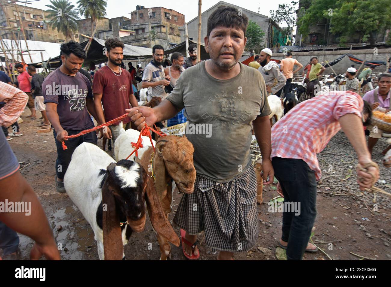Kolkata, India. 15th June, 2024. A goat seller selling goat at a ...