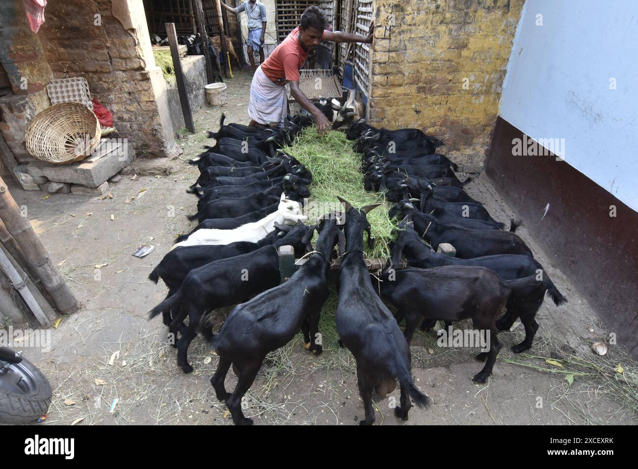 Kolkata, India. 15th June, 2024. Goat seller feeding goats at a ...