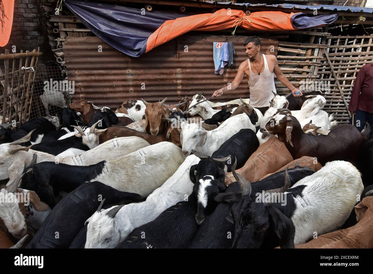Kolkata, India. 15th June, 2024. A goat seller selling goat at a ...