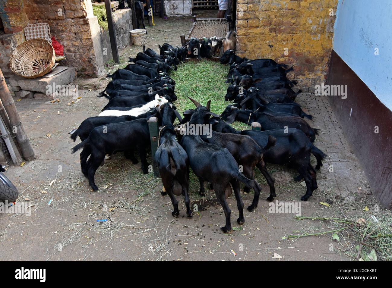 Kolkata, India. 15th June, 2024. Feeding goats at a livestock market in ...