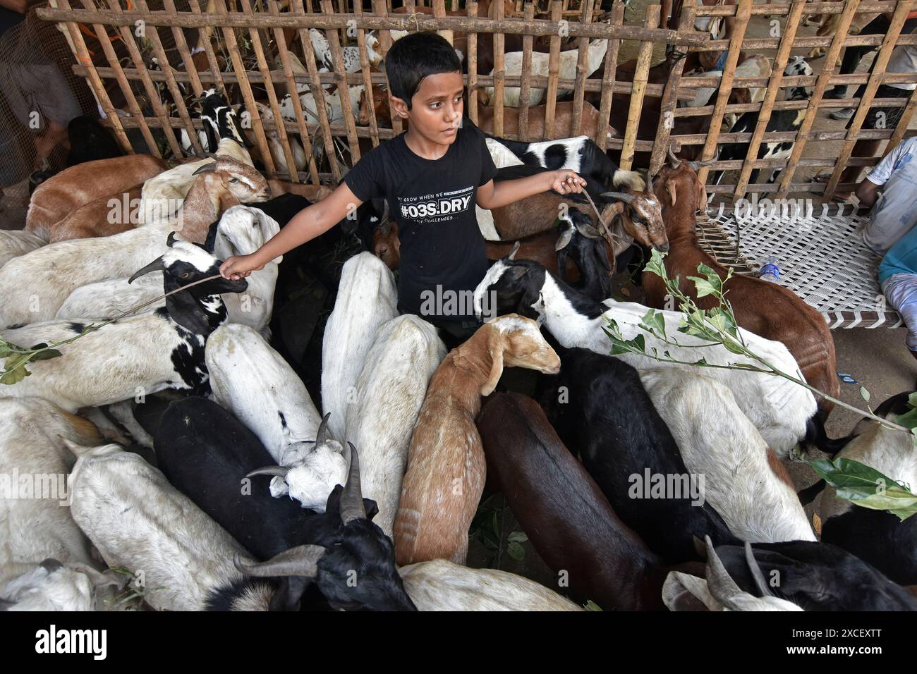 Khidderpore goat market hi-res stock photography and images - Alamy