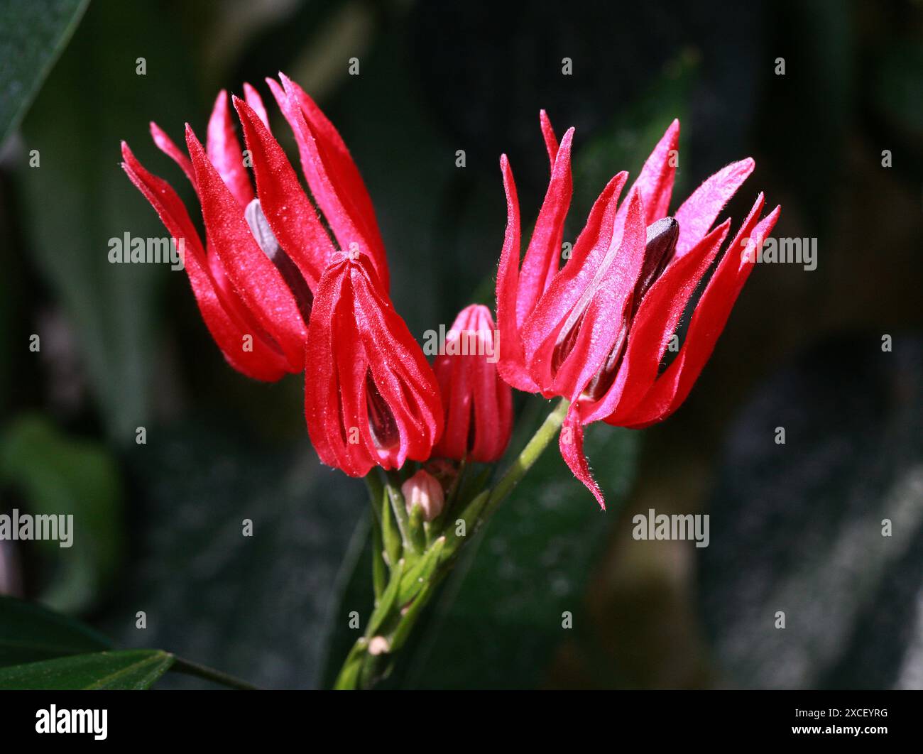 Pavonia makoyana x pavonia multiflora hi-res stock photography and ...