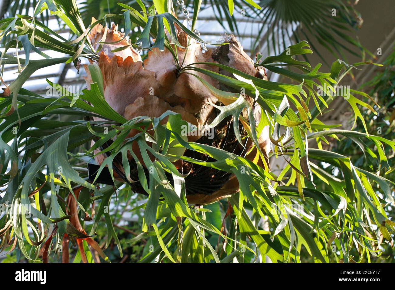 Elkhorn Fern, Platycerium bifurcatum, Polypodiaceae. Aka Antelope Ears ...