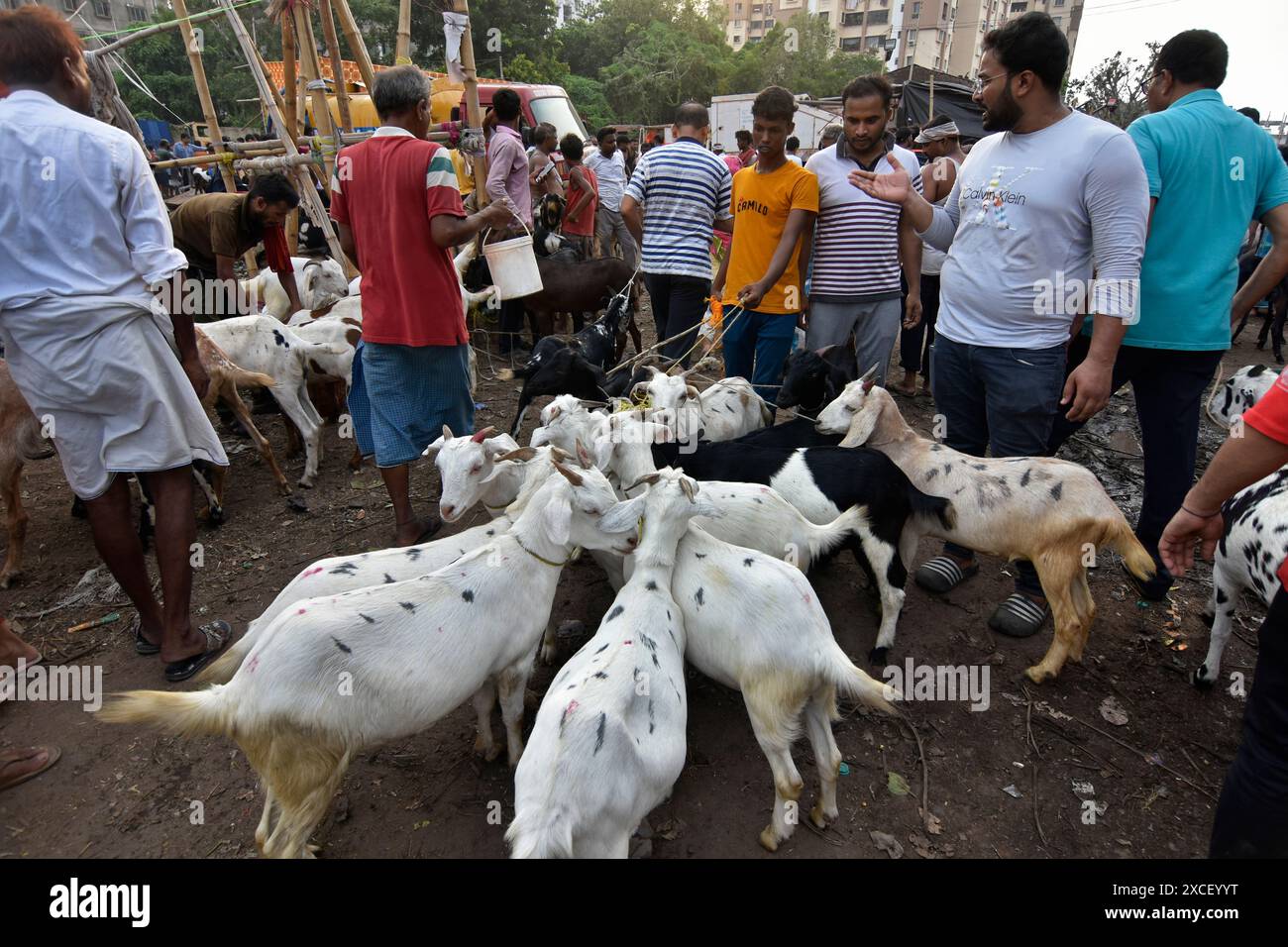Kolkata, West Bengal, India. 15th June, 2024. Goat seller selling goats ...