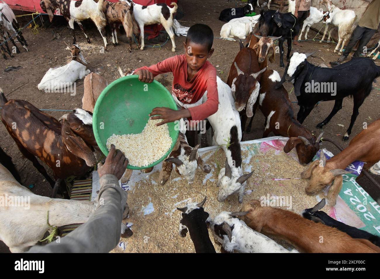 Kolkata, West Bengal, India. 15th June, 2024. Goat seller feeding goats ...